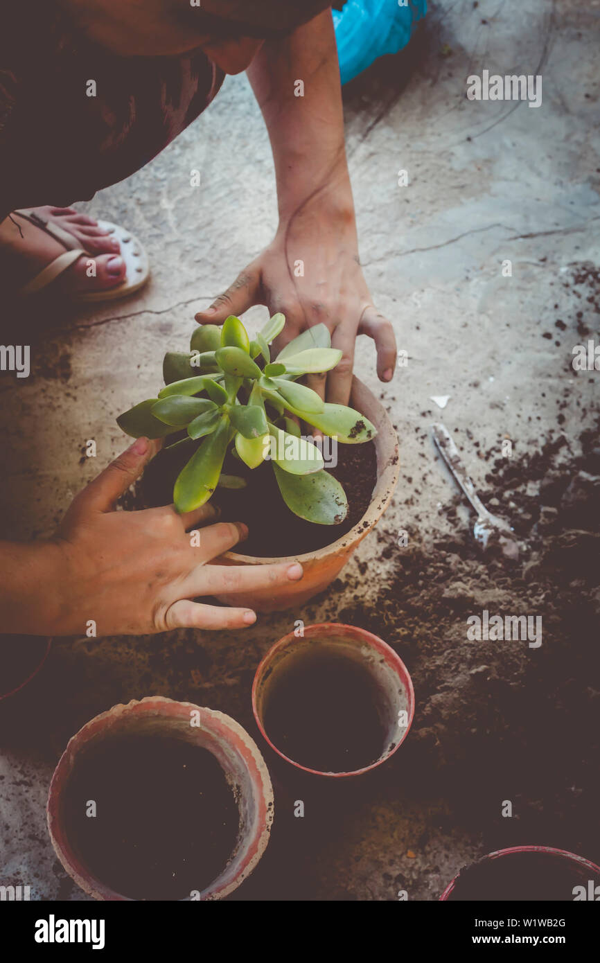 Female planting home plants. Young middle eastern woman planting flower ...