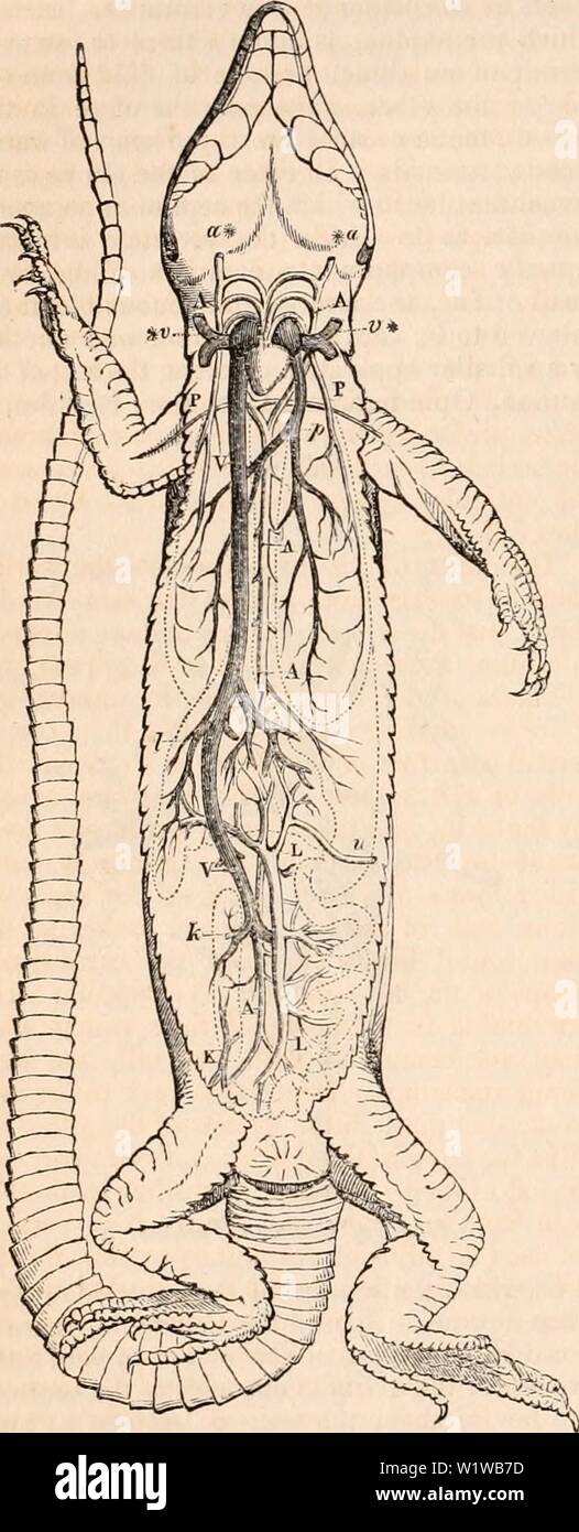 Archive image from page 659 of The cyclopædia of anatomy and Stock Photo - Alamy