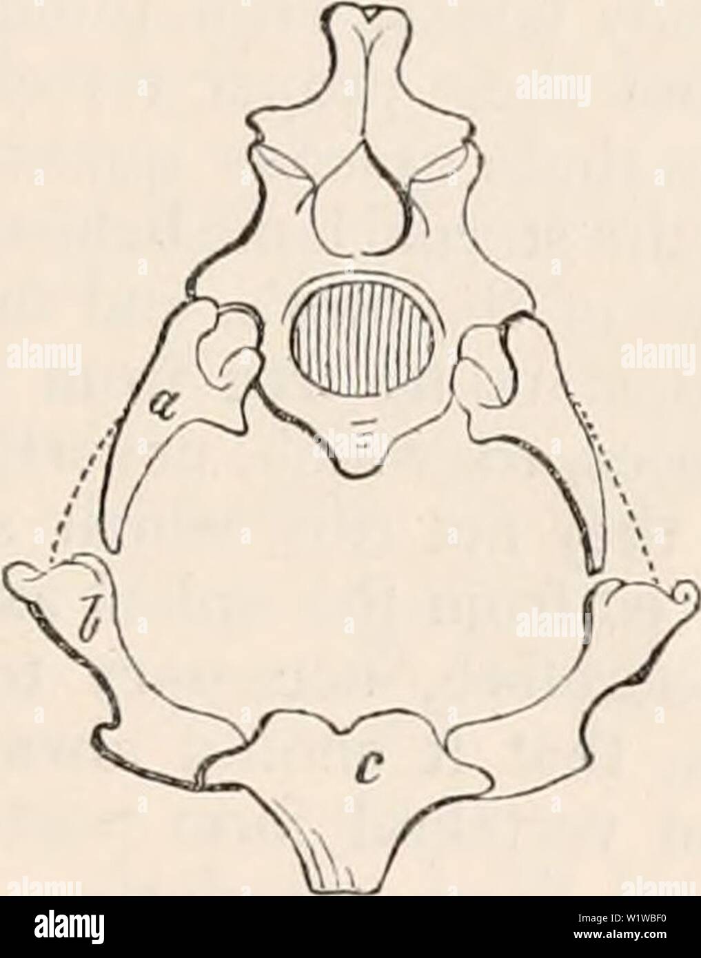 Coracoid process hi-res stock photography and images - Alamy