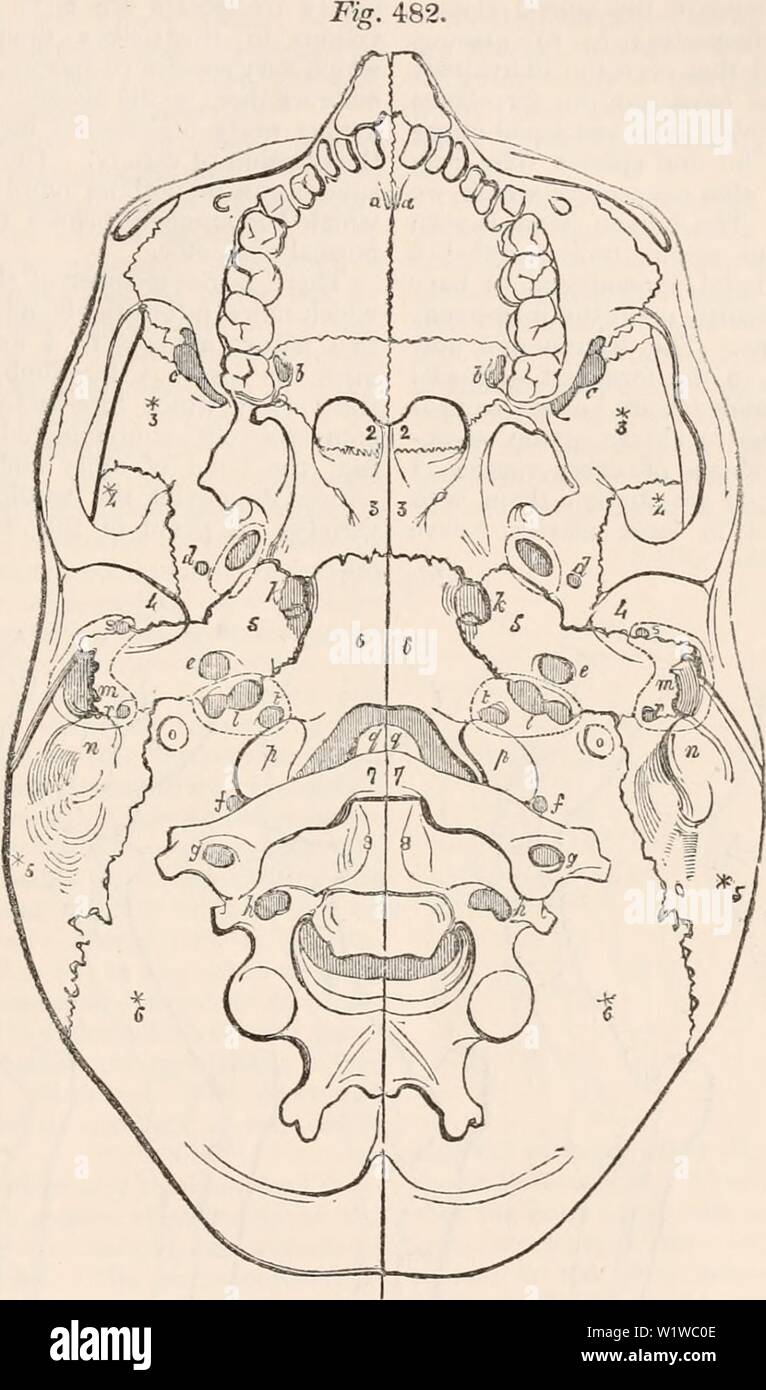 Archive image from page 682 of The cyclopædia of anatomy and. The ...