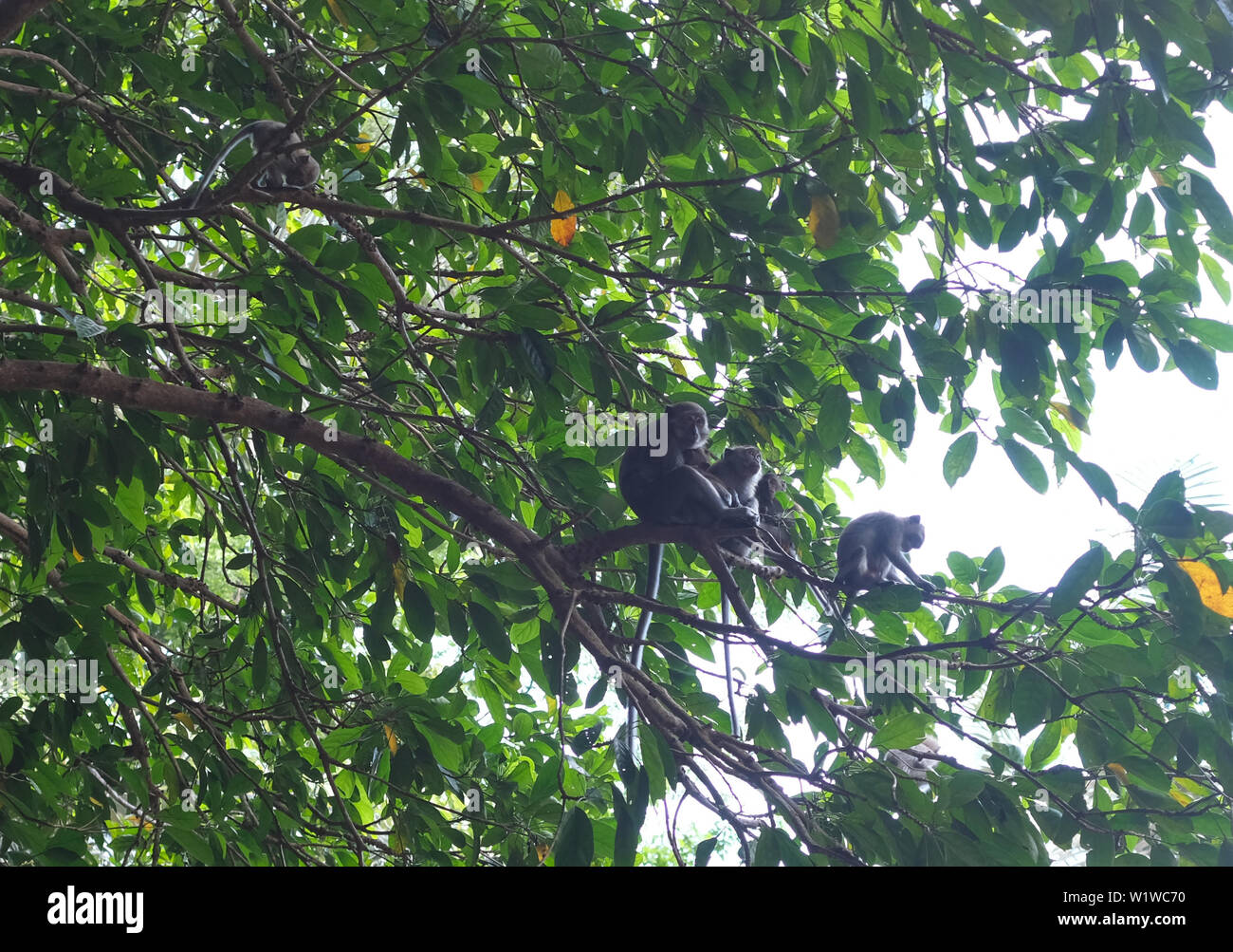 Monkeys family tree hi-res stock photography and images - Alamy