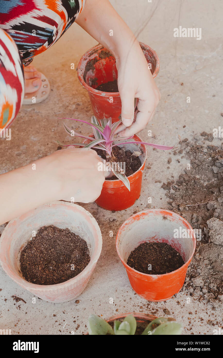 Female planting home plants. Young middle eastern woman planting flower ...