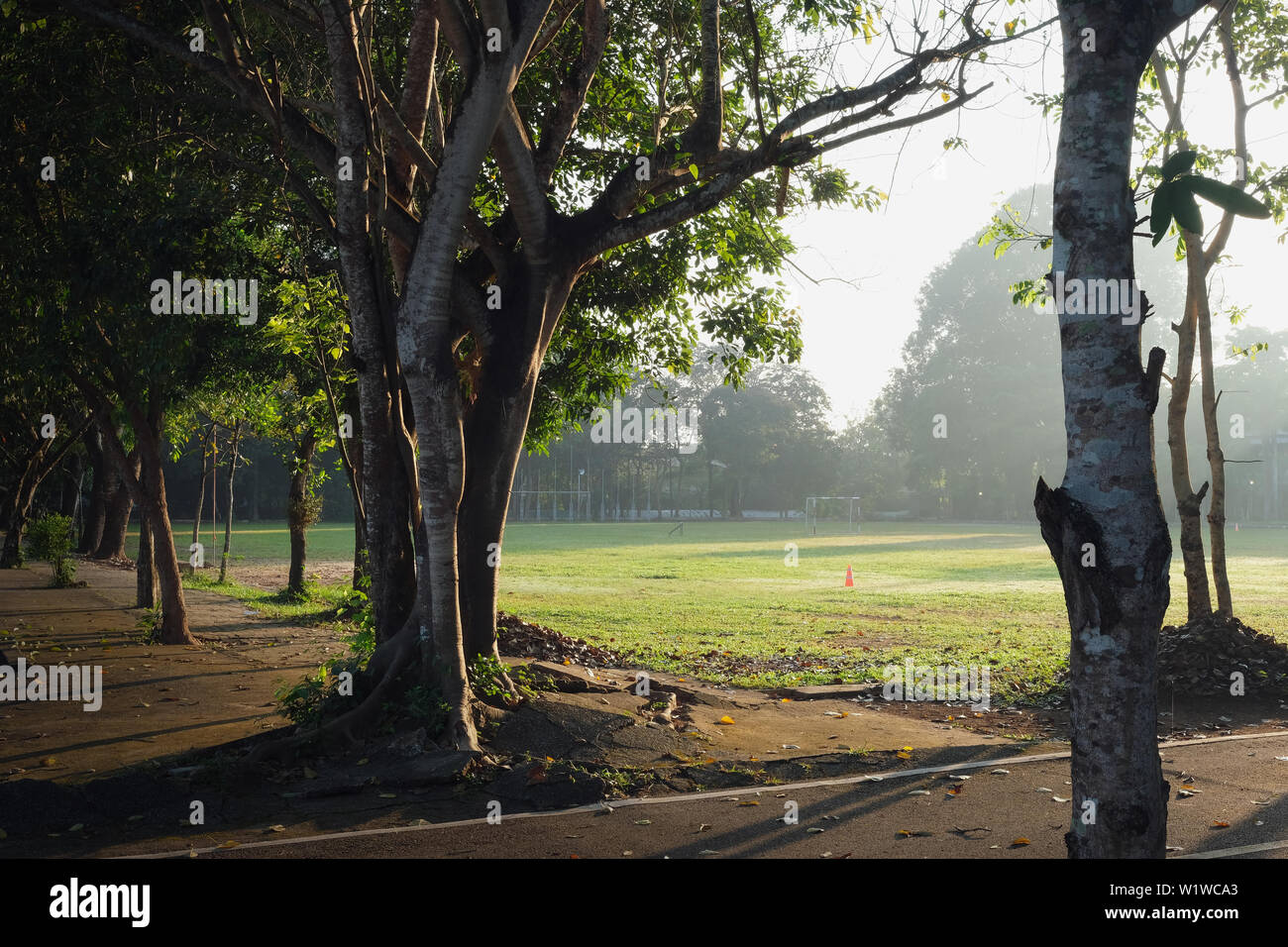 Back lit trees hi-res stock photography and images - Alamy