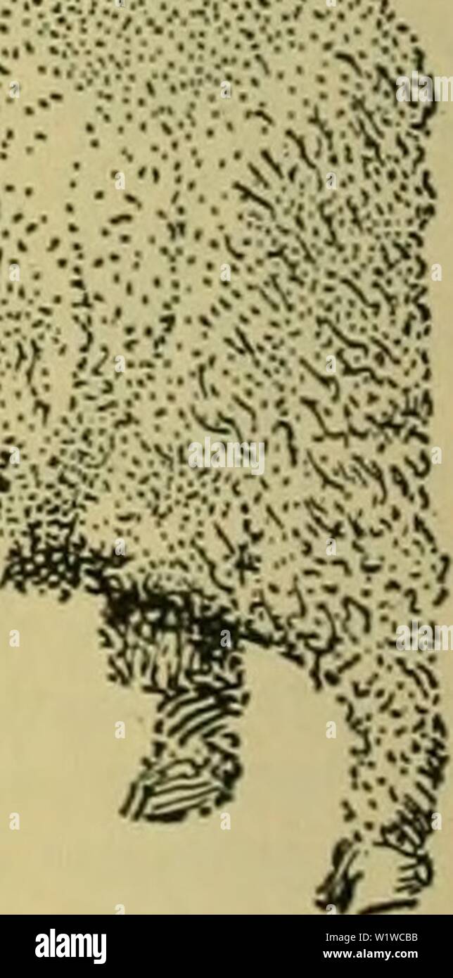 Archive image from page 693 of Cyclopedia of farm animals (1922 Stock ...