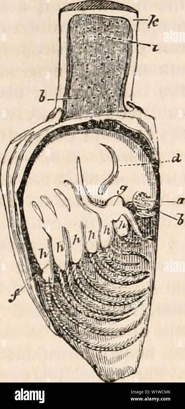 Archive image from page 704 of The cyclopædia of anatomy and Stock ...