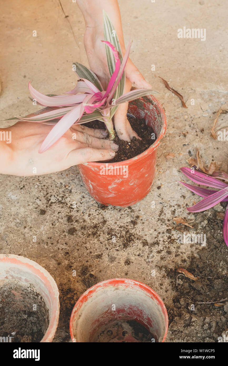 Flowers That Grow In Middle East at Donna Bull blog