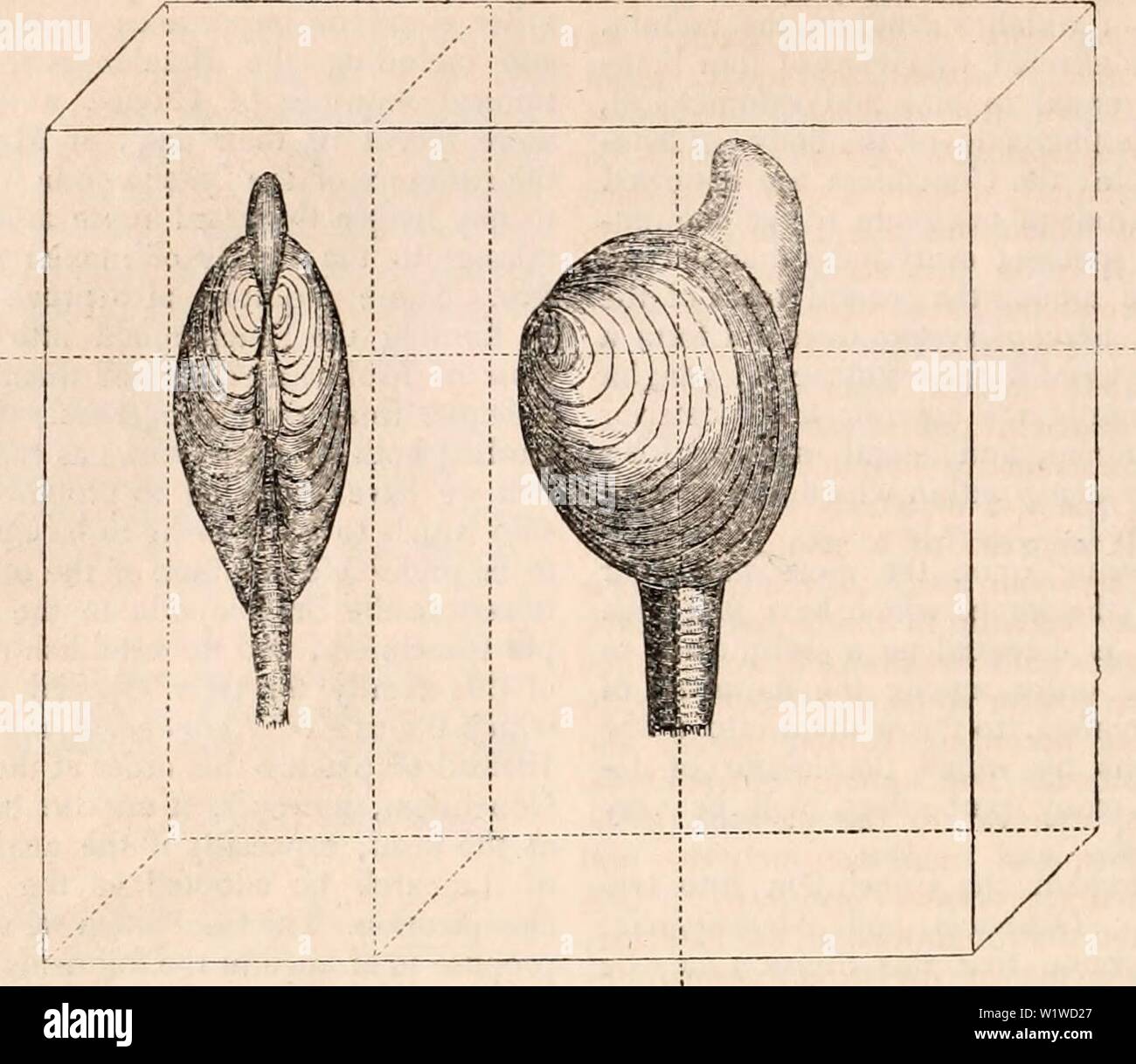 Archive image from page 711 of The cyclopædia of anatomy and Stock ...