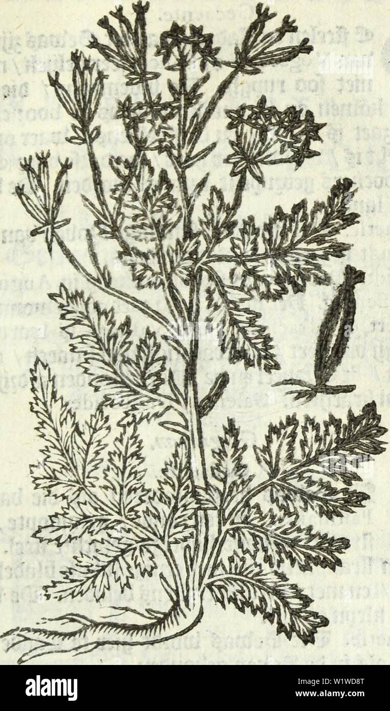 Archive image from page 722 of De Nederlandtse herbarius, of, Kruydt ...