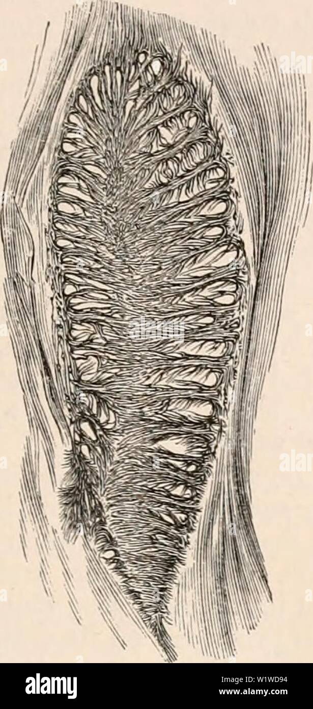 Archive image from page 720 of The cyclopædia of anatomy and Stock ...