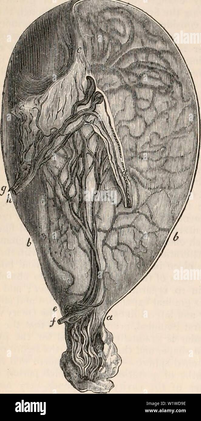 Archive image from page 721 of The cyclopædia of anatomy and Stock ...