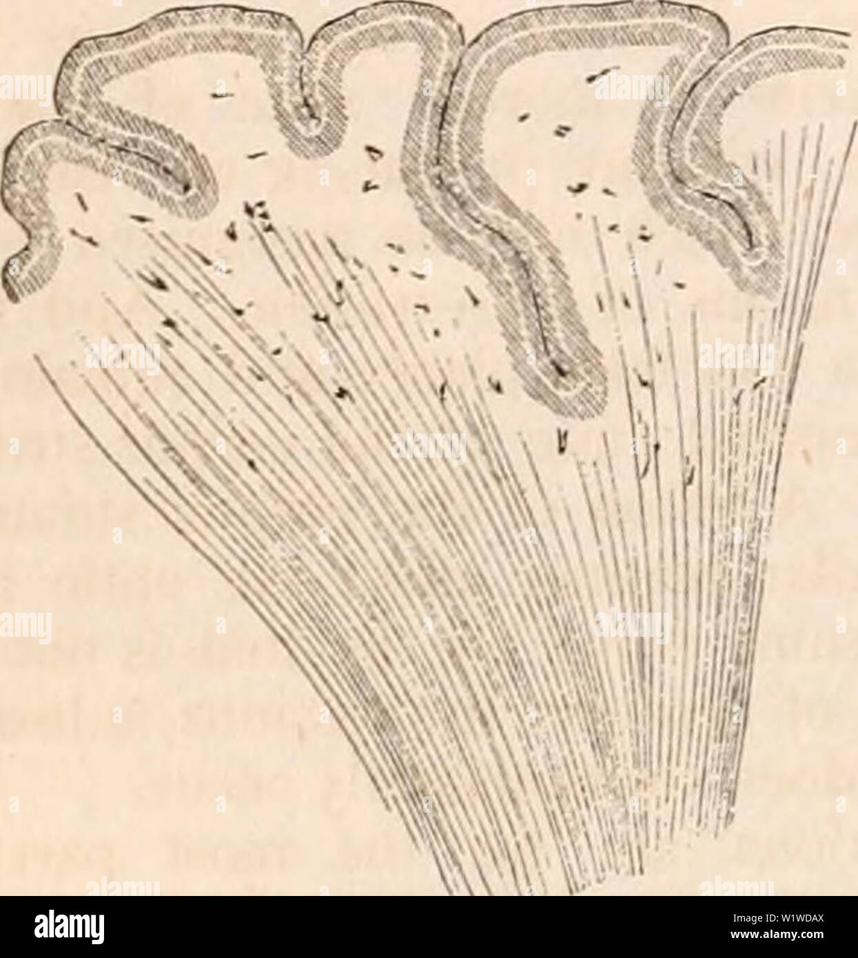 Archive image from page 723 of The cyclopædia of anatomy and Stock ...