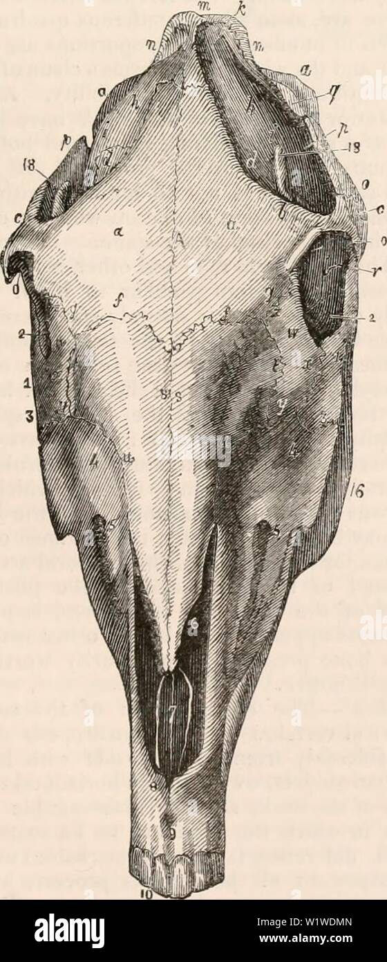 Archive image from page 736 of The cyclopædia of anatomy and Stock ...