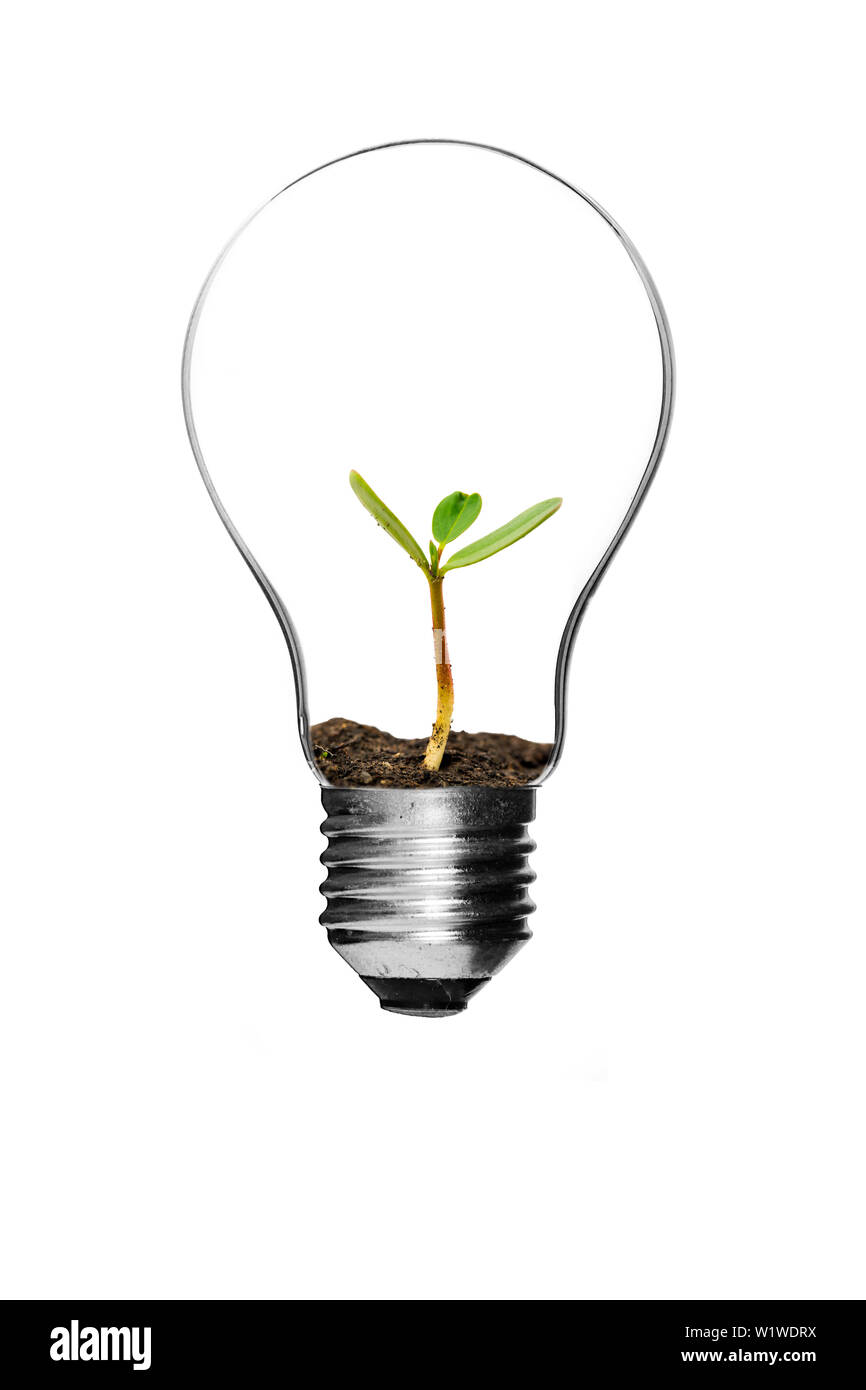 Light bulb, isolated, Realistic photo image Stock Photo - Alamy