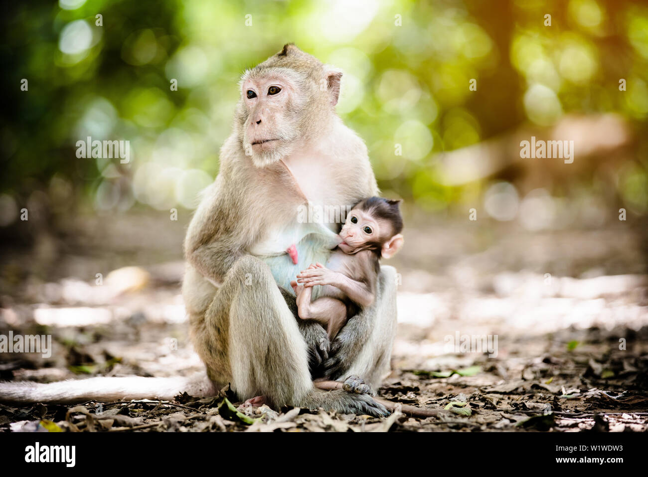 Baby brain mother hi-res stock photography and images - Alamy