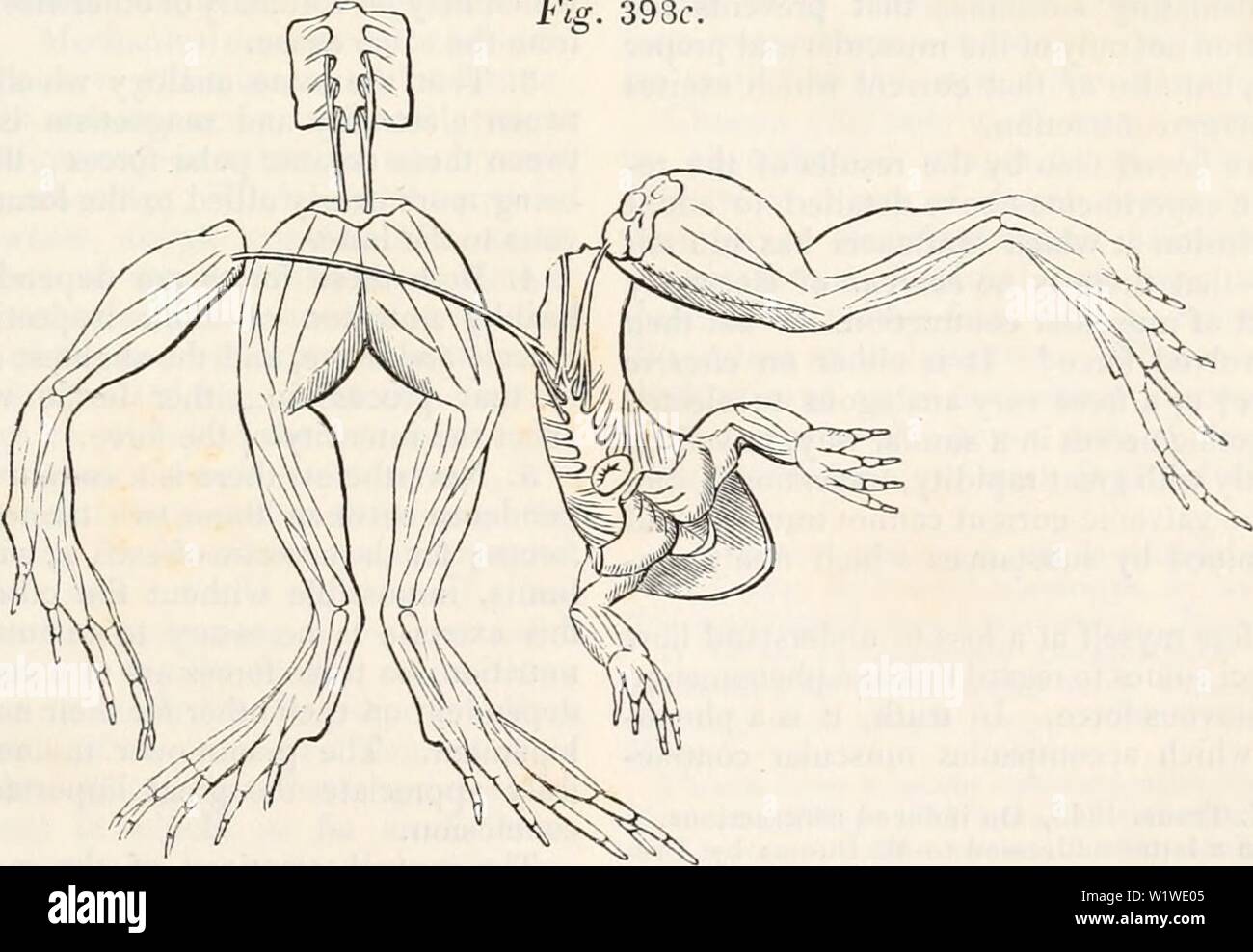 Lumbar plexus hi-res stock photography and images - Alamy