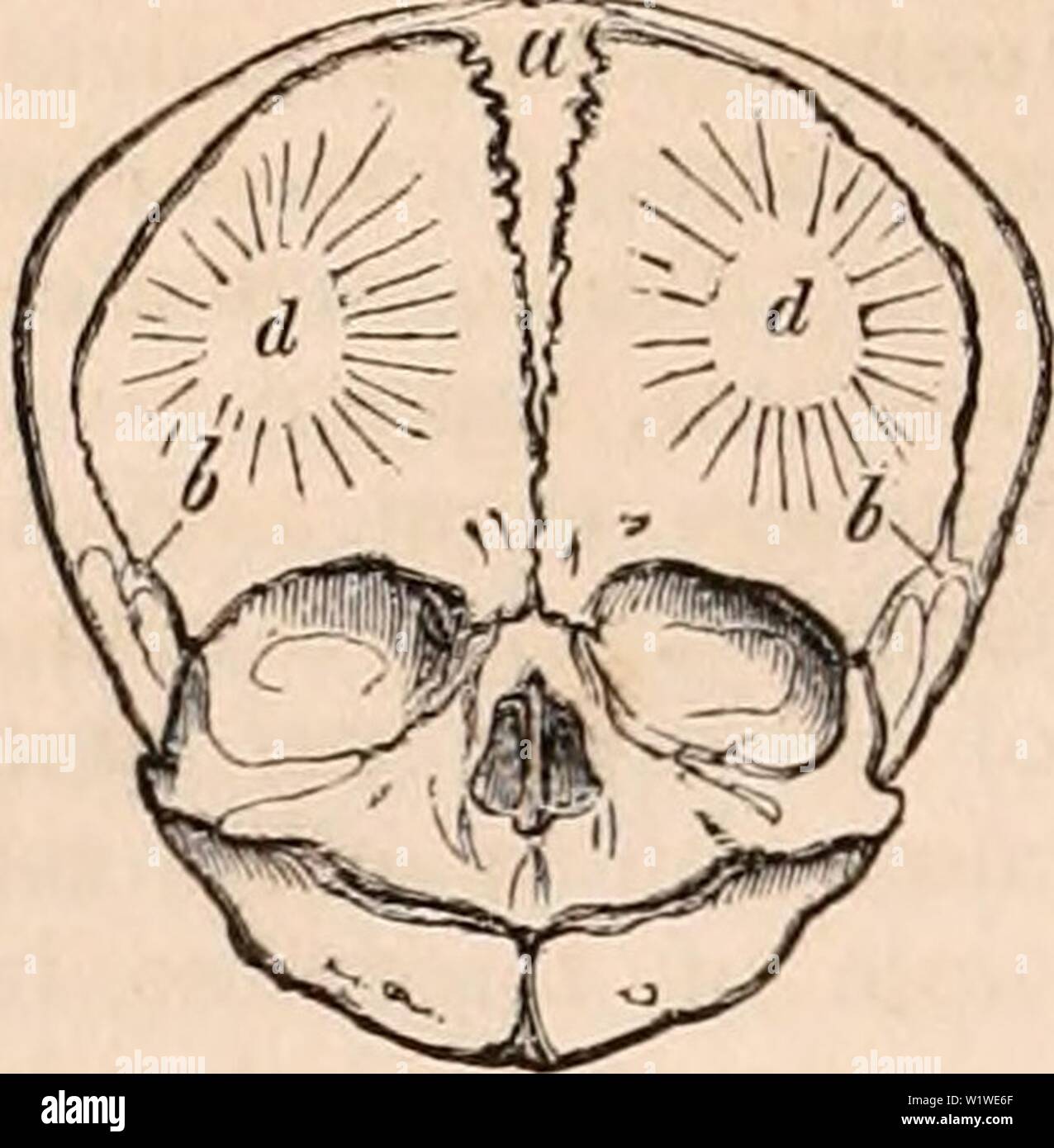 Foramen magnum hi-res stock photography and images - Alamy