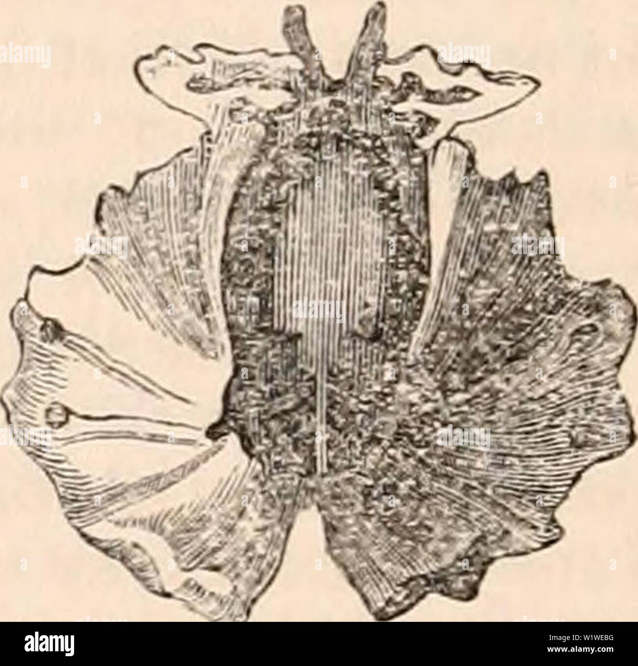 Archive image from page 769 of The cyclopædia of anatomy and. The ...