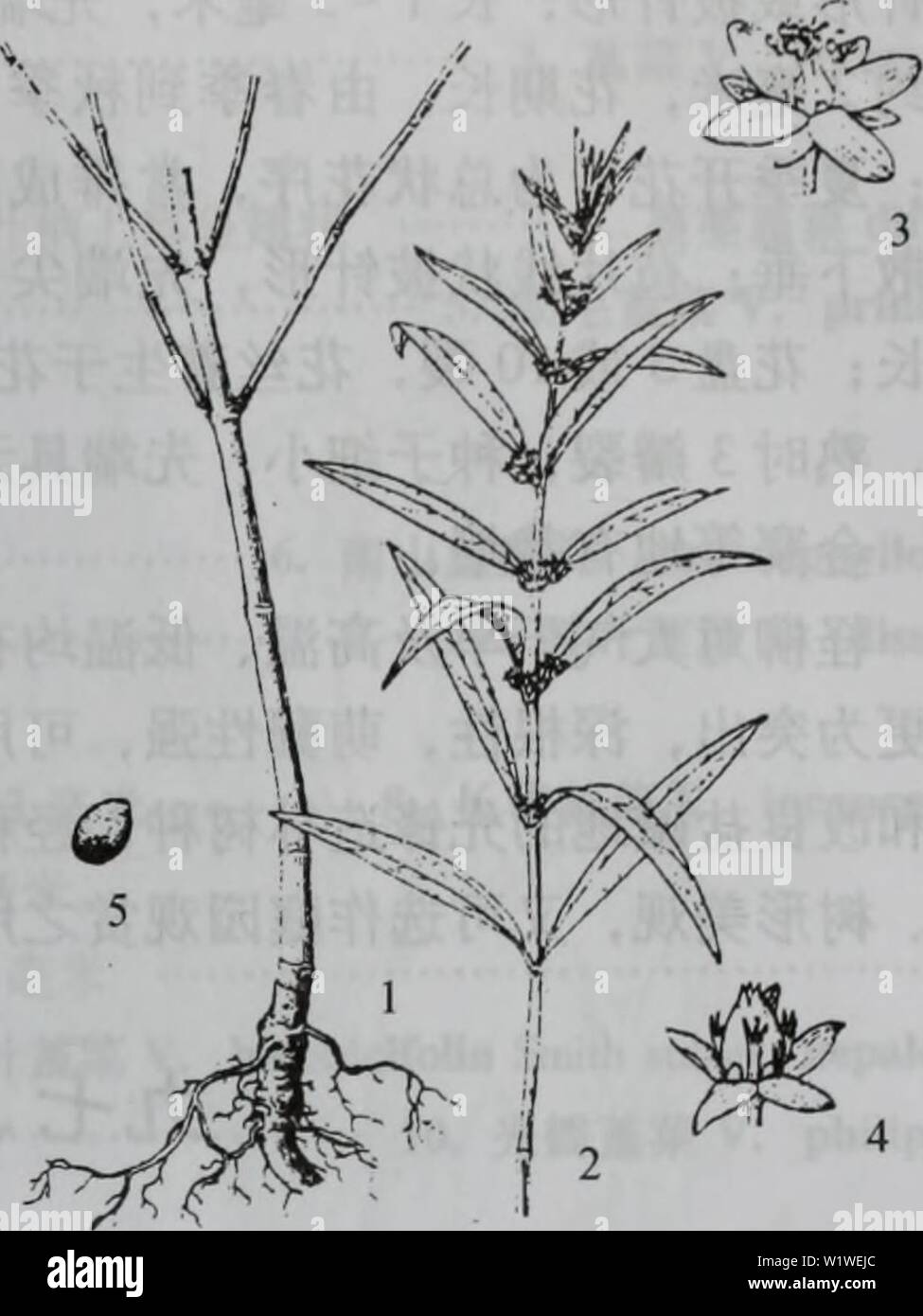 Archive image from page 788 of da bie shan zhi wu Stock Photo - Alamy