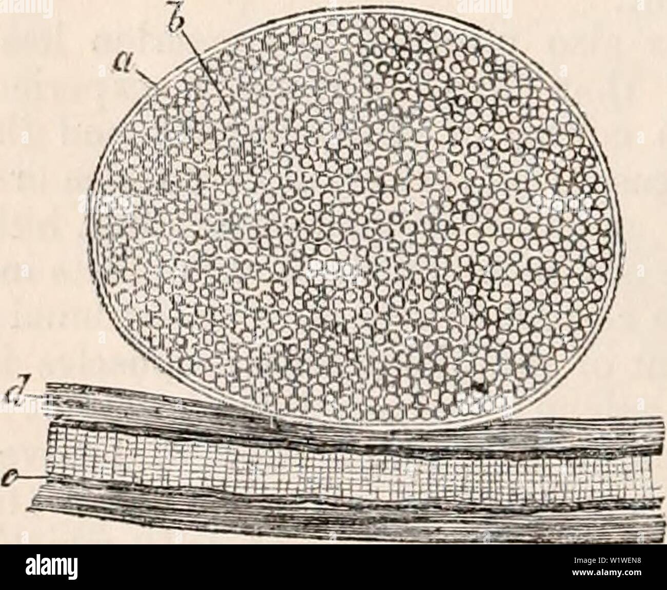 Archive image from page 797 of The cyclopædia of anatomy and Stock ...