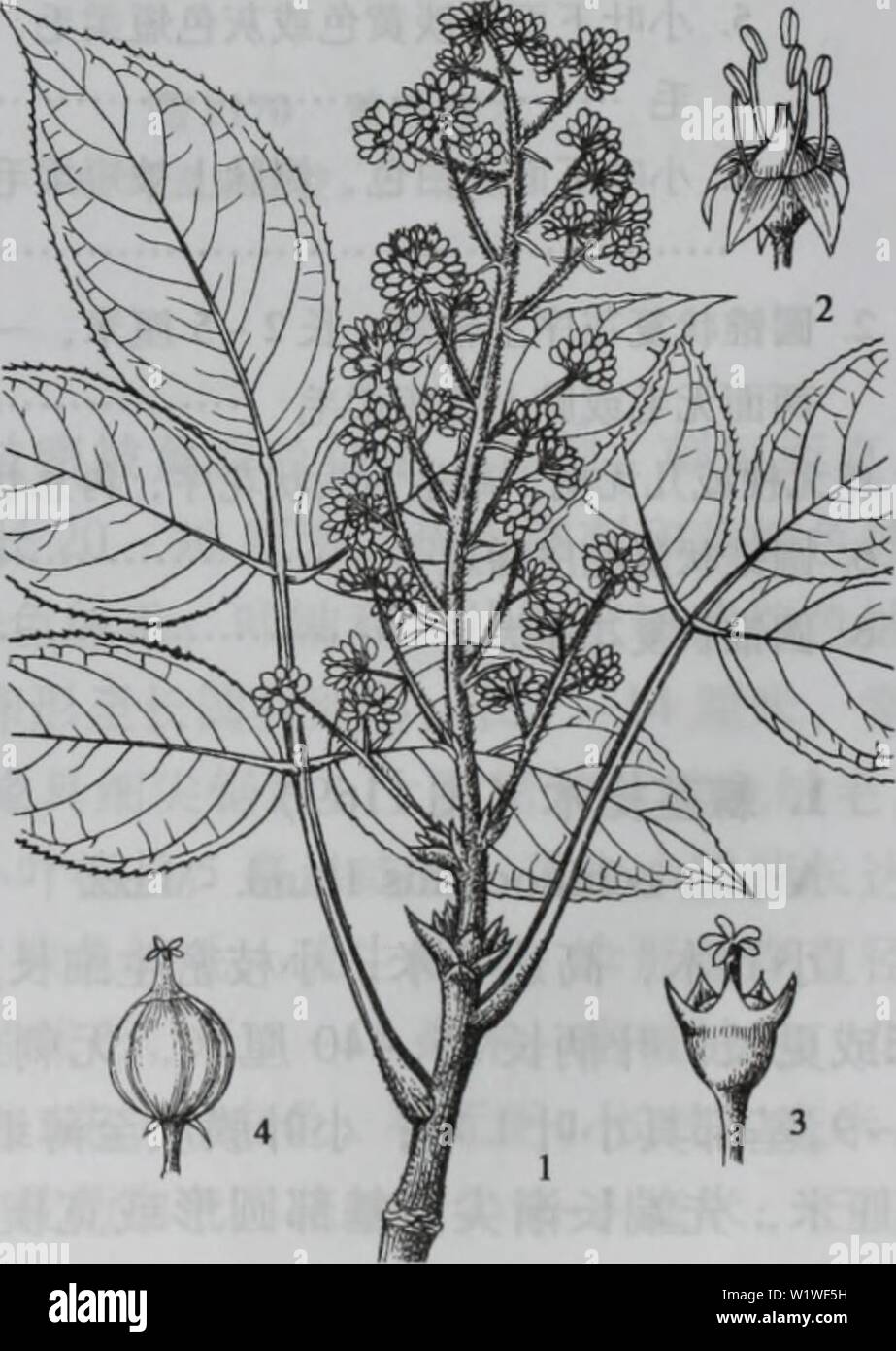 Archive image from page 832 of da bie shan zhi wu. da bie shan zhi wu ...