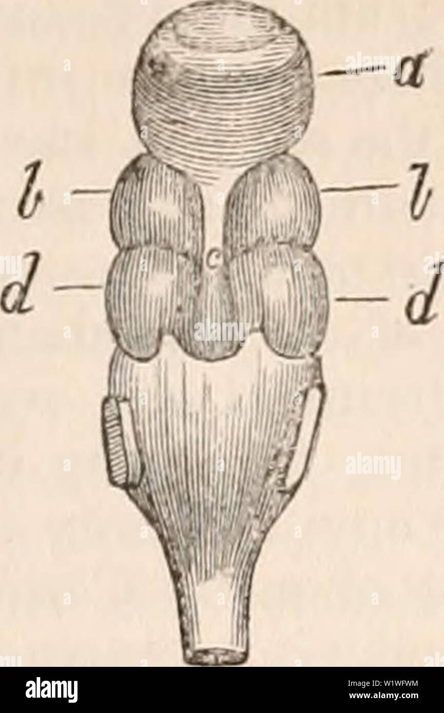 Archive image from page 866 of The cyclopædia of anatomy and. The ...