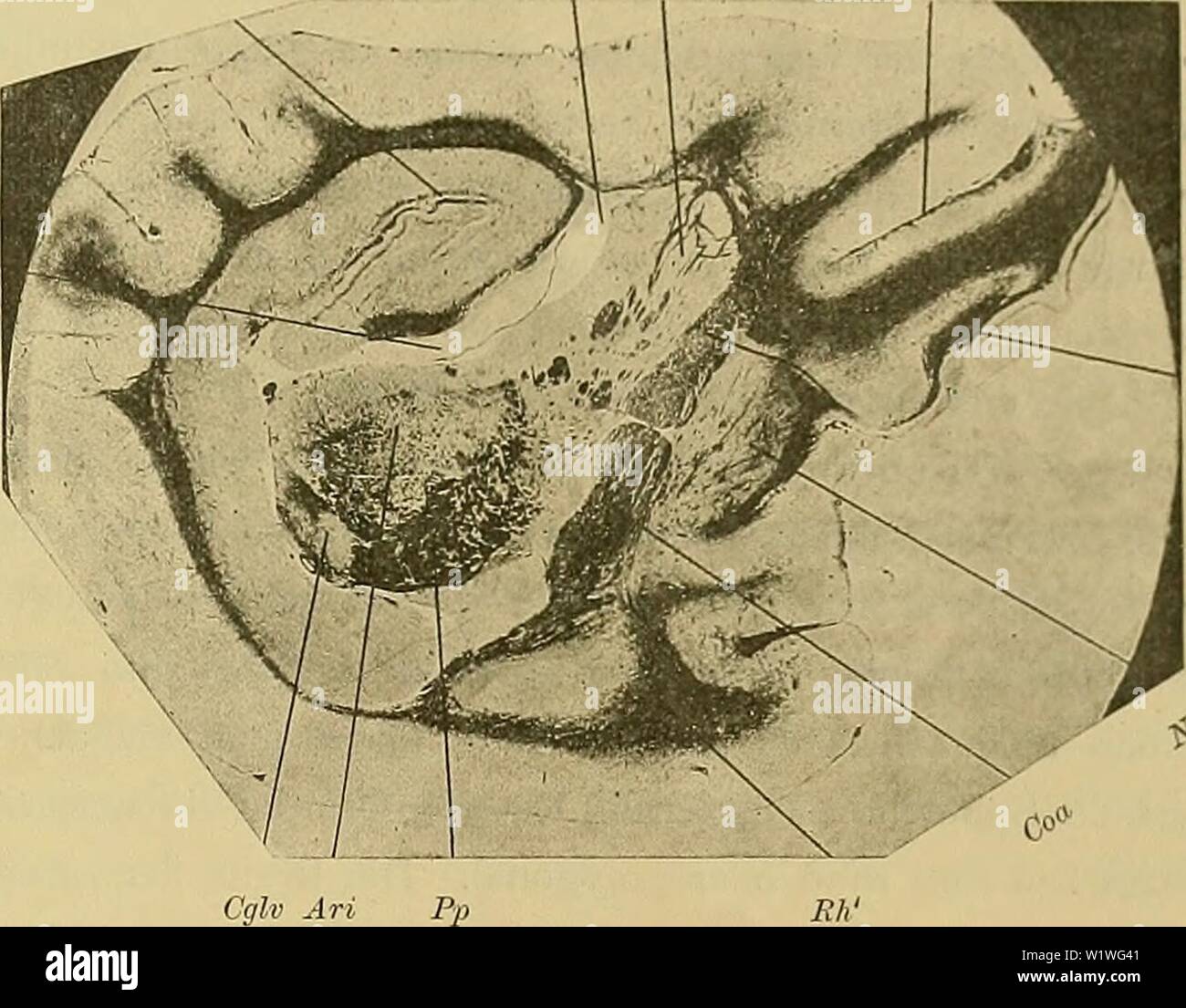 Rhinencephalon hi-res stock photography and images - Alamy