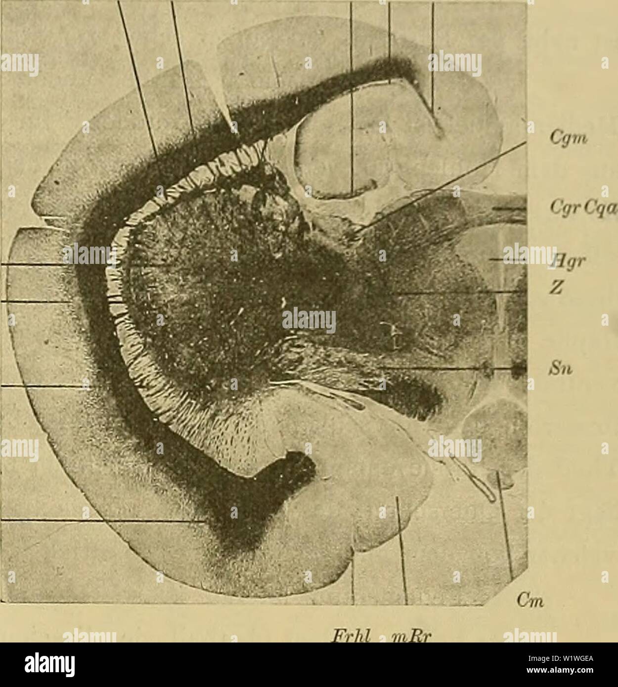 Lemnisci hi-res stock photography and images - Alamy