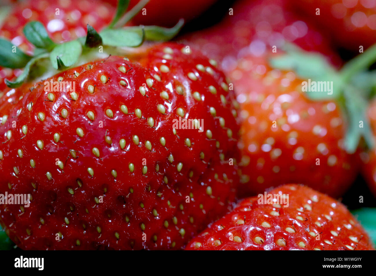 Ontario Strawberries High Resolution Stock Photography and Images - Alamy