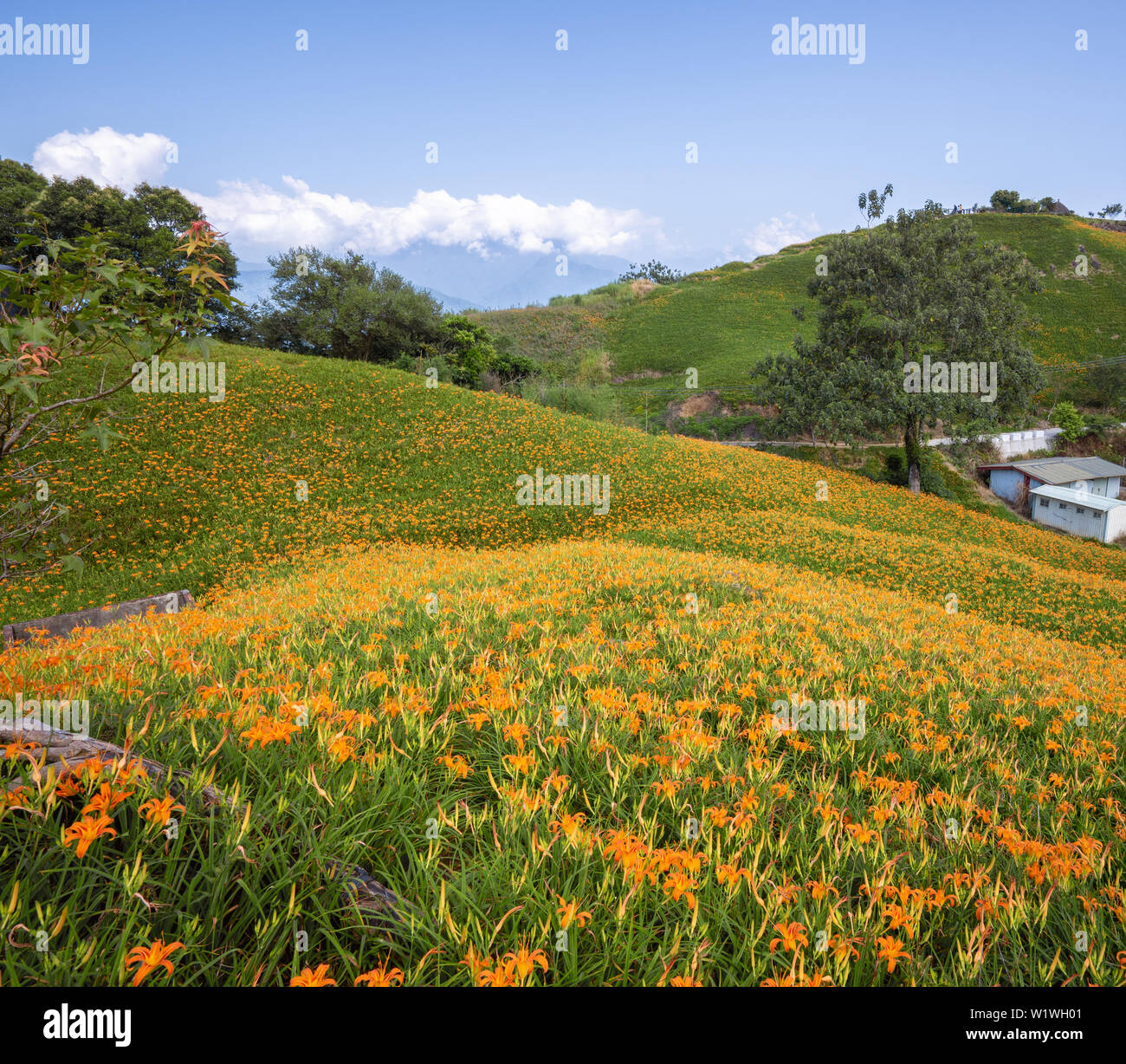 Hemerocallis fulva grass hi-res stock photography and images - Alamy