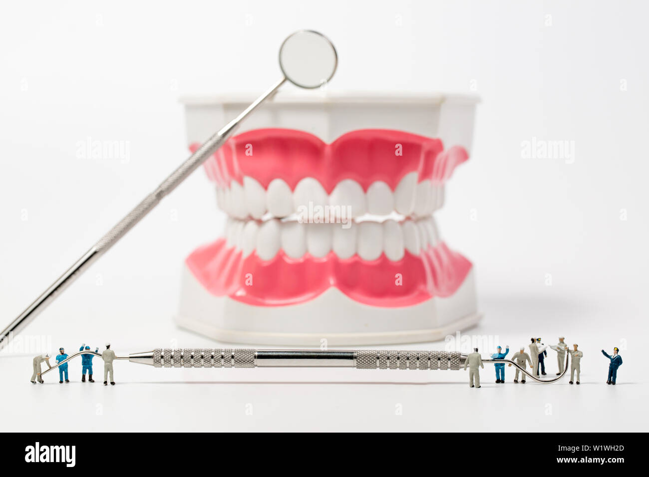 People to clean tooth model on white background,miniature Stock Photo ...