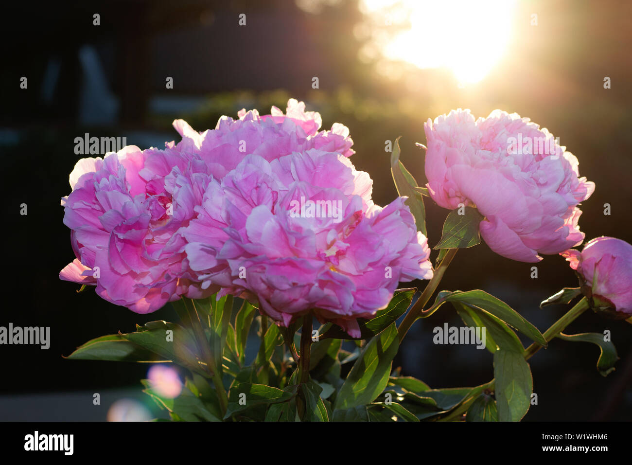 Peony flowers in bloom with sunlight behind them Stock Photo - Alamy
