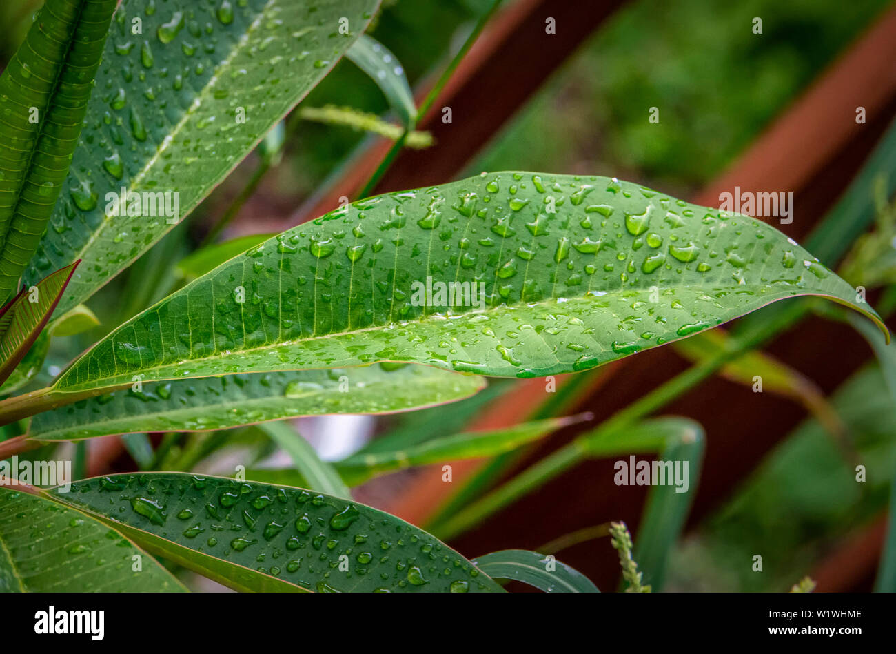 Broad leaf tropical plant hi-res stock photography and images - Alamy