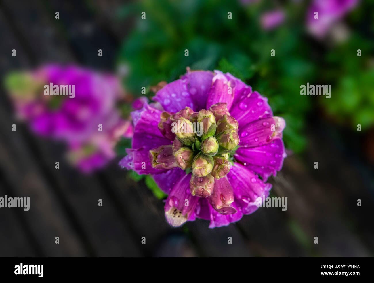 Top down flower hi-res stock photography and images - Alamy