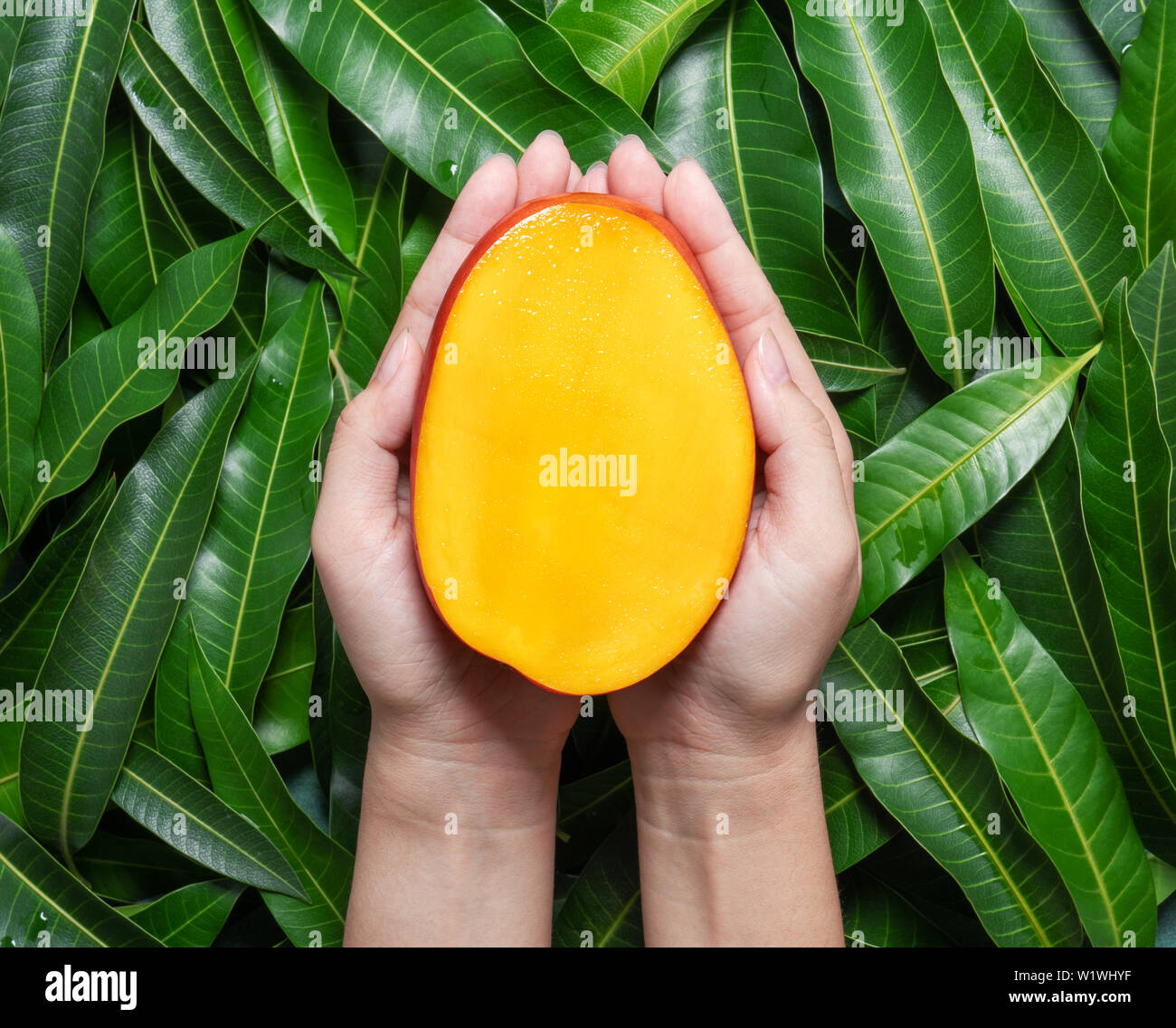 Woman hold a cut fresh juicy beautiful mango over green leaves ...