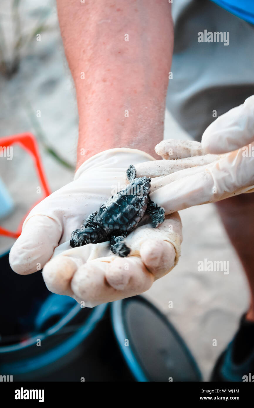 Baby Sea turtle being assisted by Environmental Professional Stock ...
