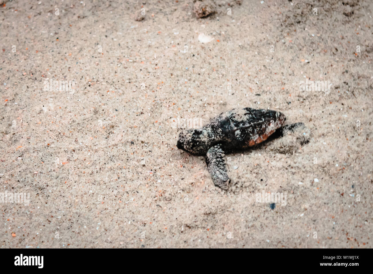 Baby Sea Turtle Stock Photo - Alamy
