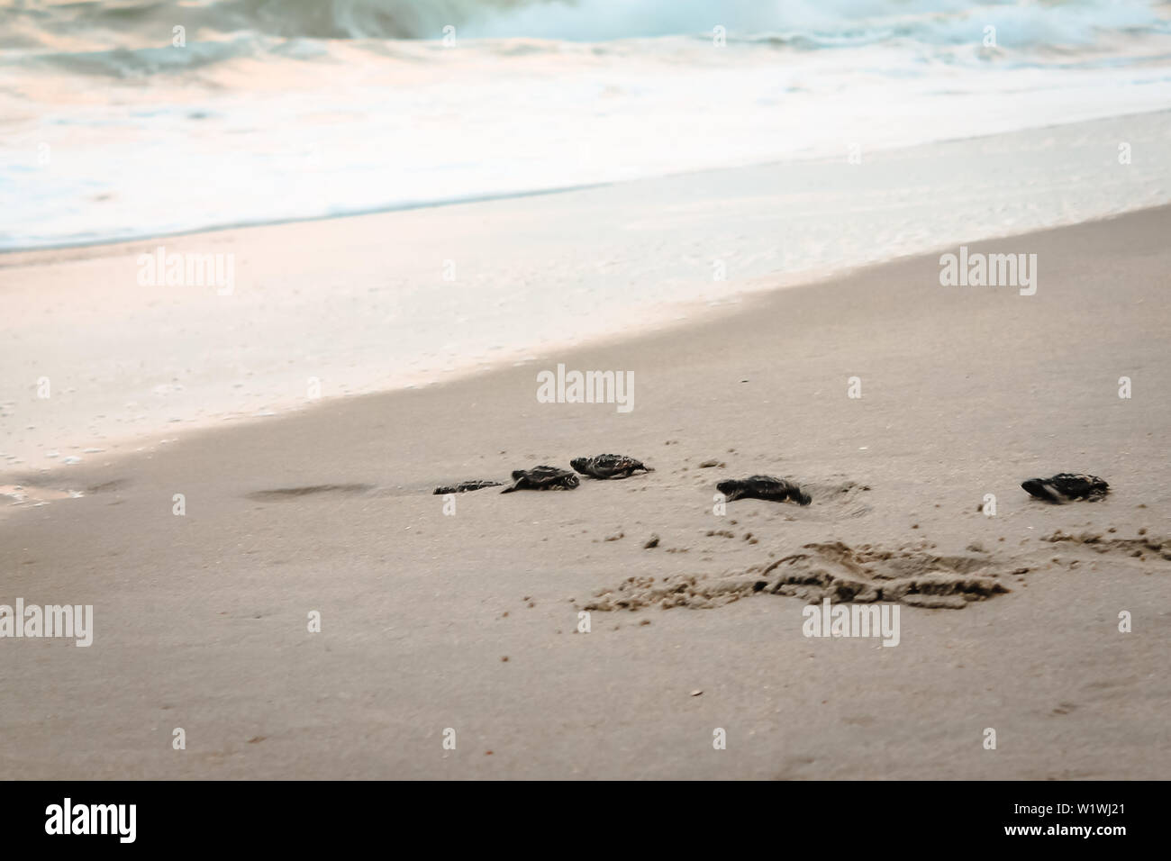 Baby sea turtles crawling to water hi-res stock photography and images ...