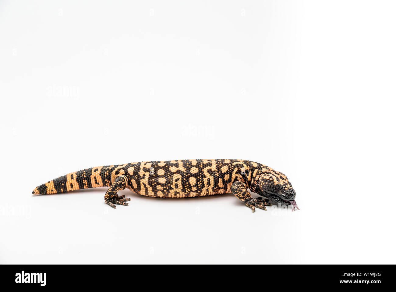 Gila Monster Heloderma suspectum isolated on white background Stock ...