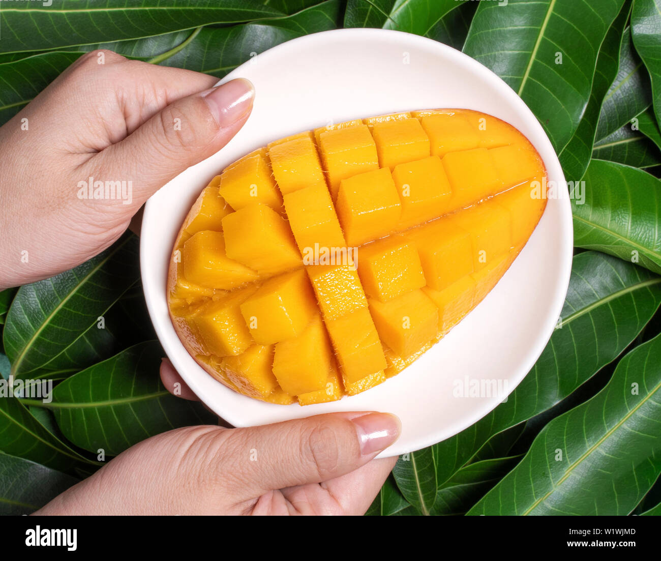 Woman hold chopped fresh juicy beautiful mango over green leaves ...