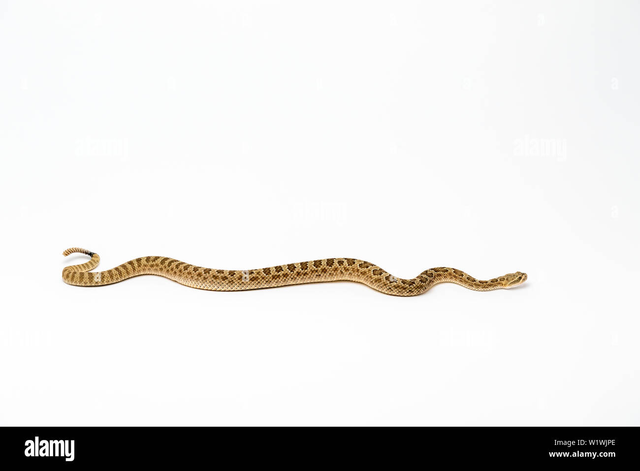 Crotalus viridis nuntius - Hopi Rattlesnake isloated on white ...