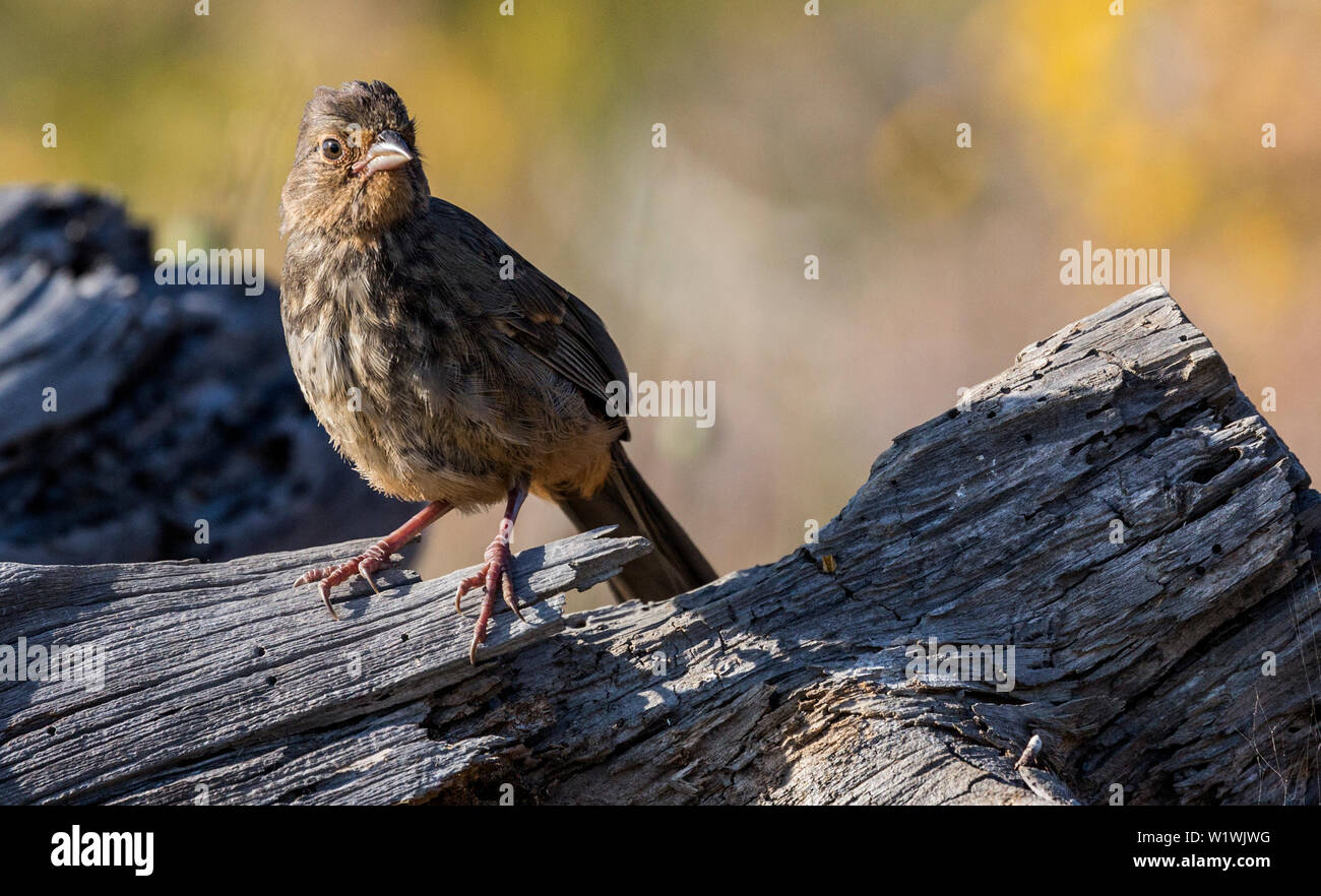 Dead tree log hi-res stock photography and images - Alamy