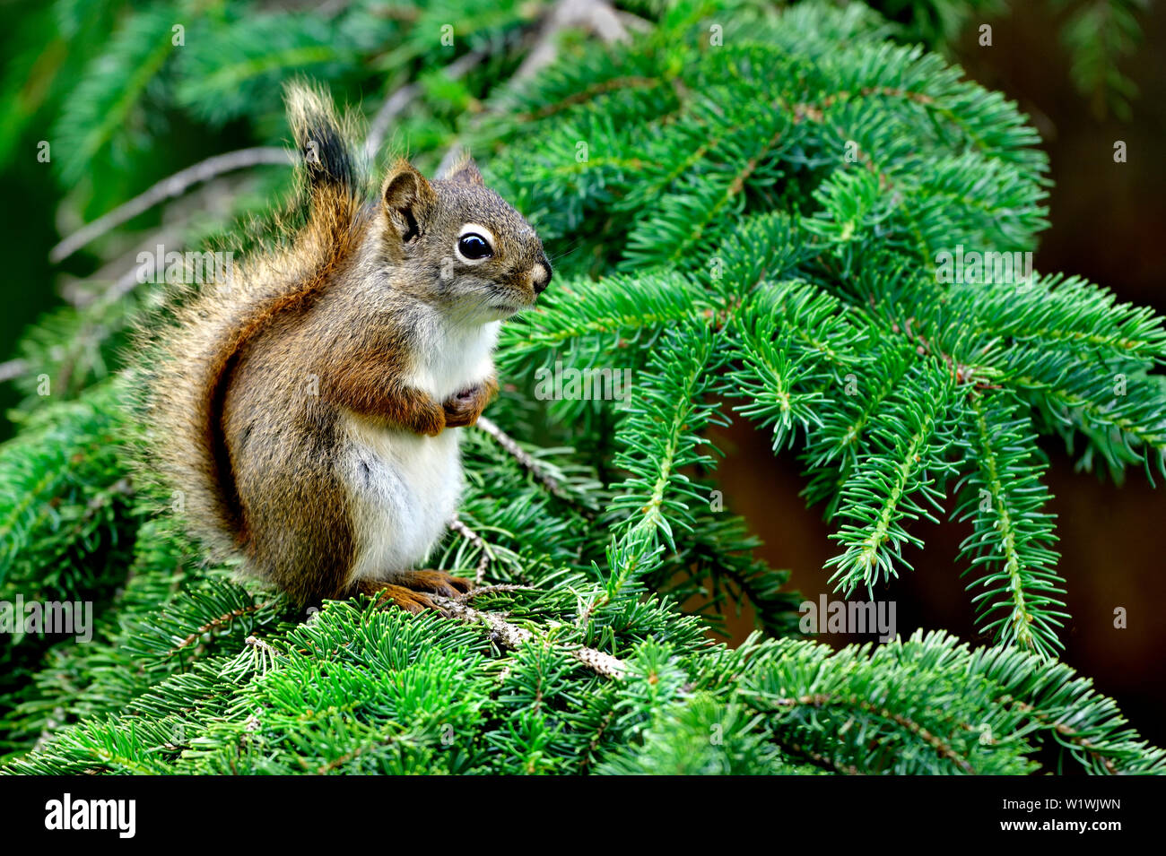 A side view of a young red squirrel "Tamiasciurus hudsonicus", sitting ...