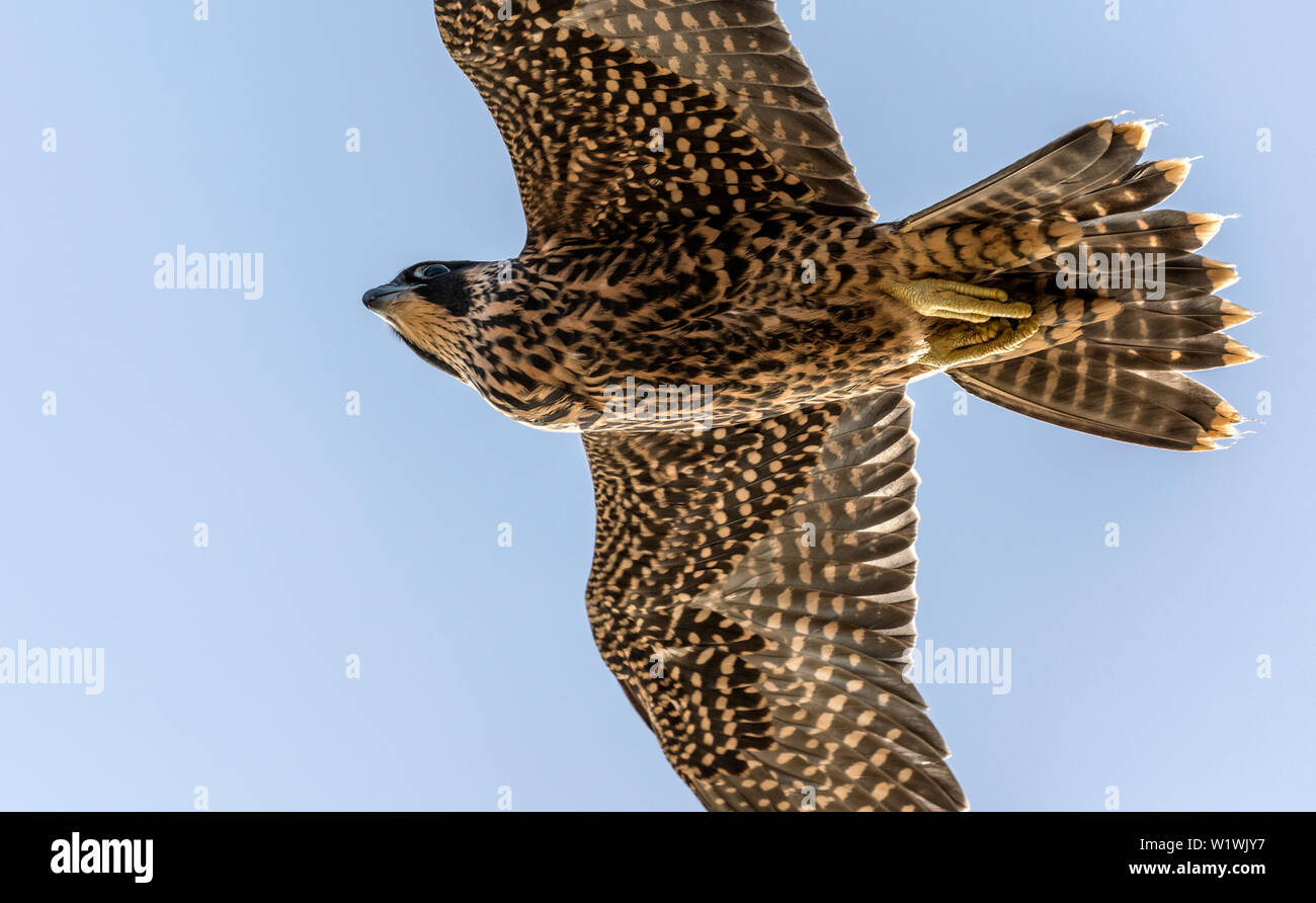 Peregrine falcon directly overhead Stock Photo - Alamy