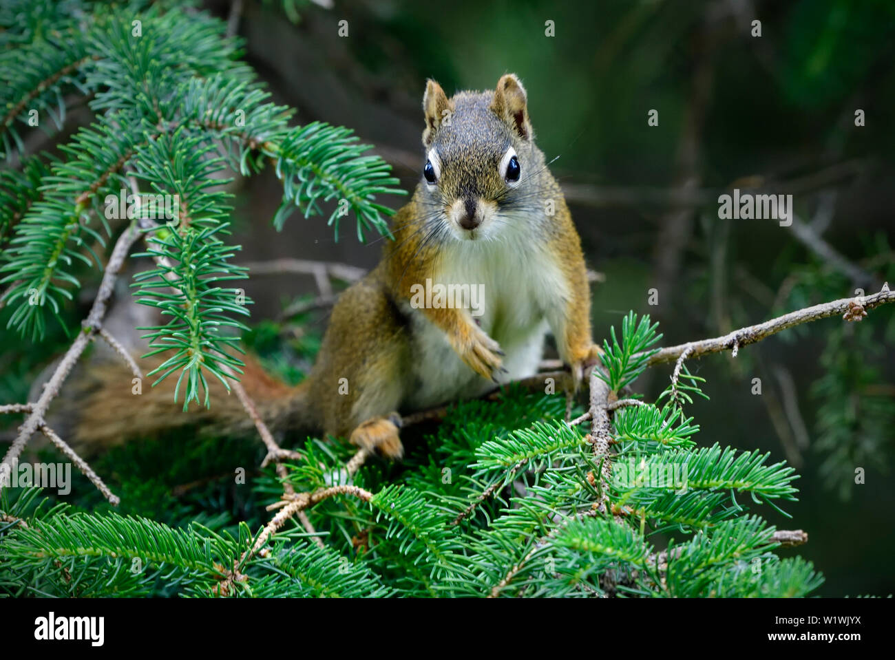 A front view of a young red squirrel "Tamiasciurus hudsonicus", on a ...