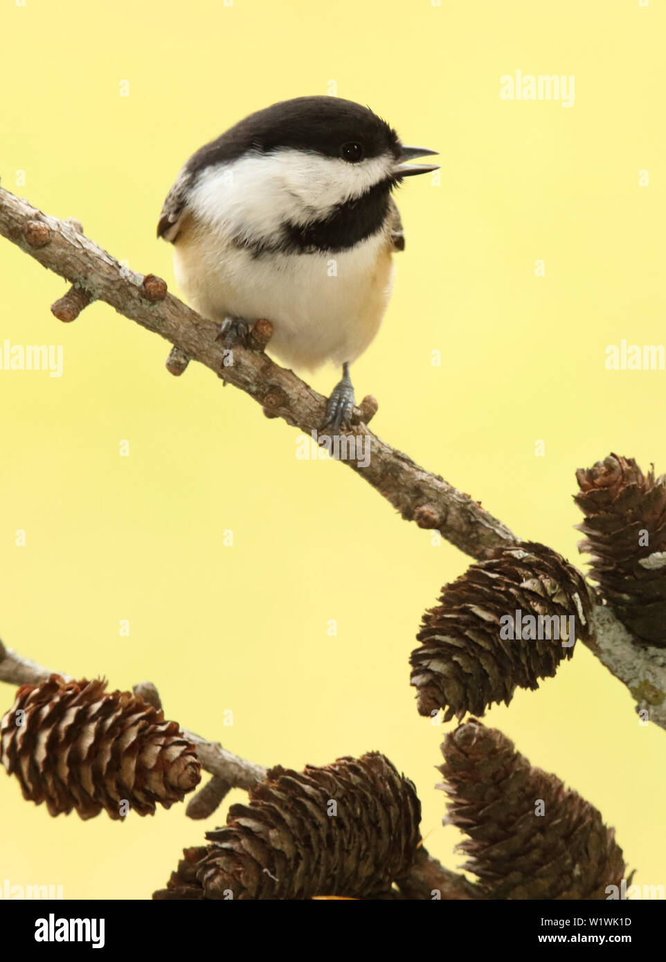 A Black-capped Chickadee calling in the northern forest Stock Photo - Alamy