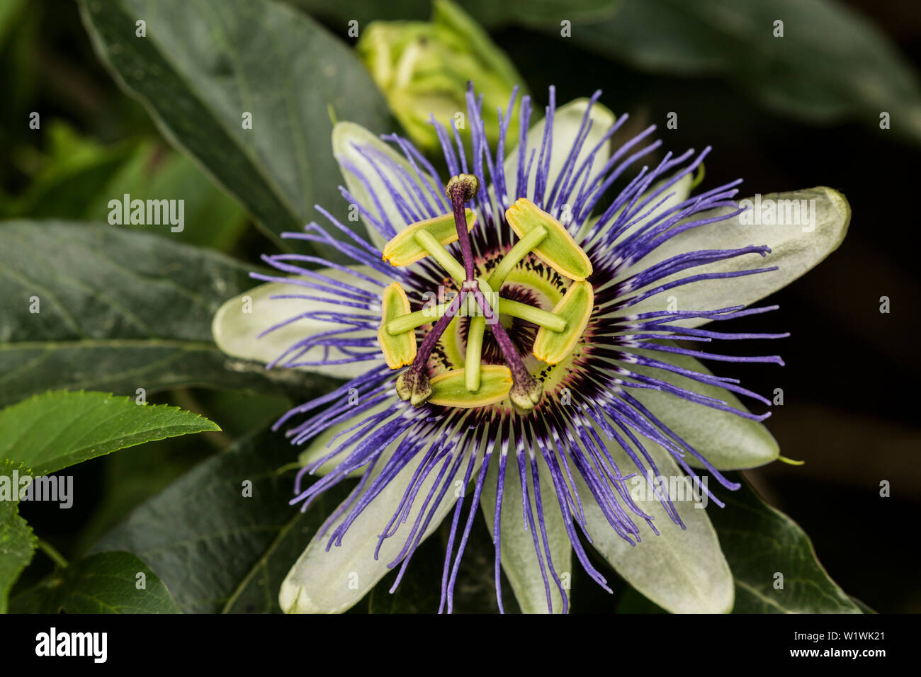 Fool bloom hi-res stock photography and images - Alamy