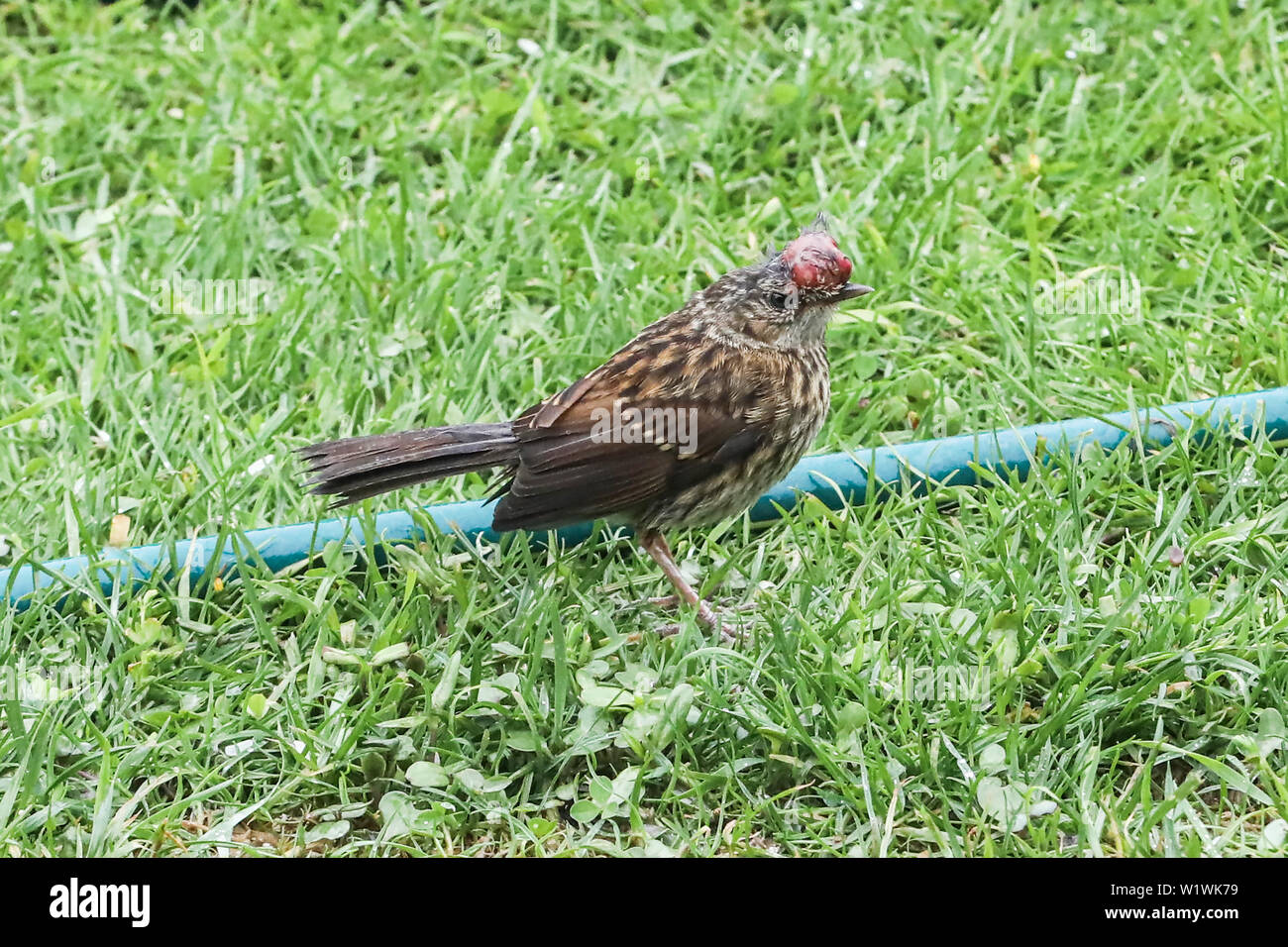 Avian pox hi-res stock photography and images - Alamy