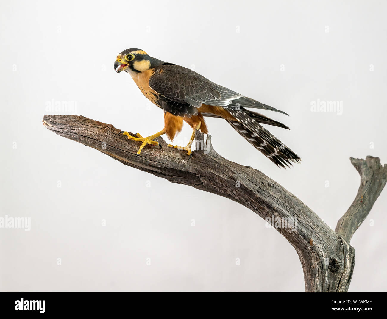 Aplomado Falcon Perched isolated on white background Stock Photo - Alamy