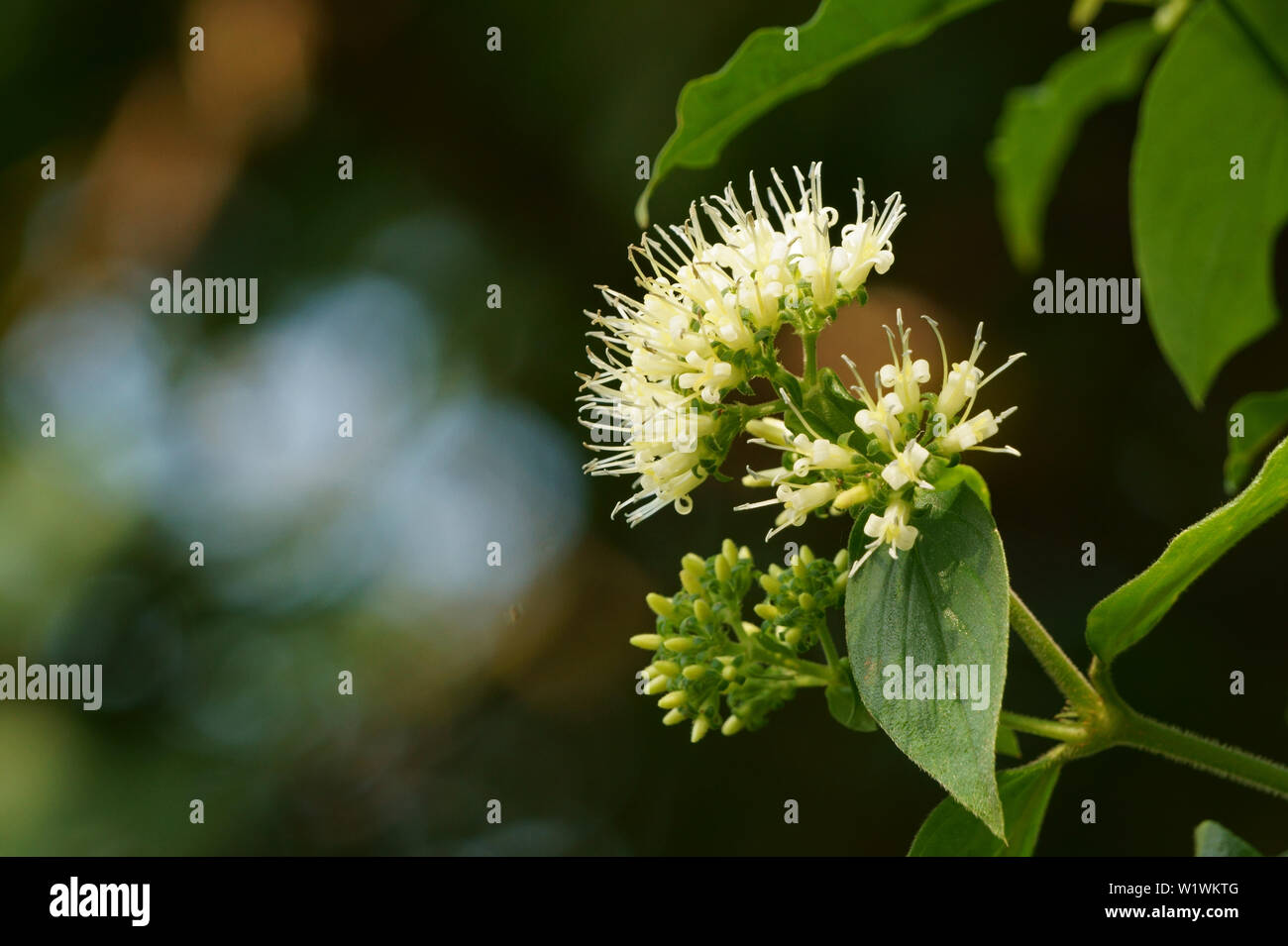 Capitellata hi-res stock photography and images - Alamy