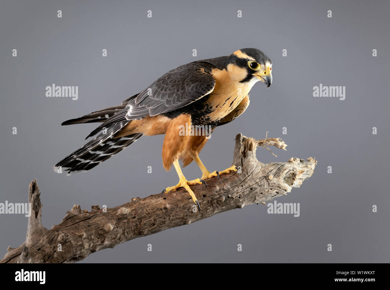 Aplomado falcon falco femoralis hi-res stock photography and images - Alamy